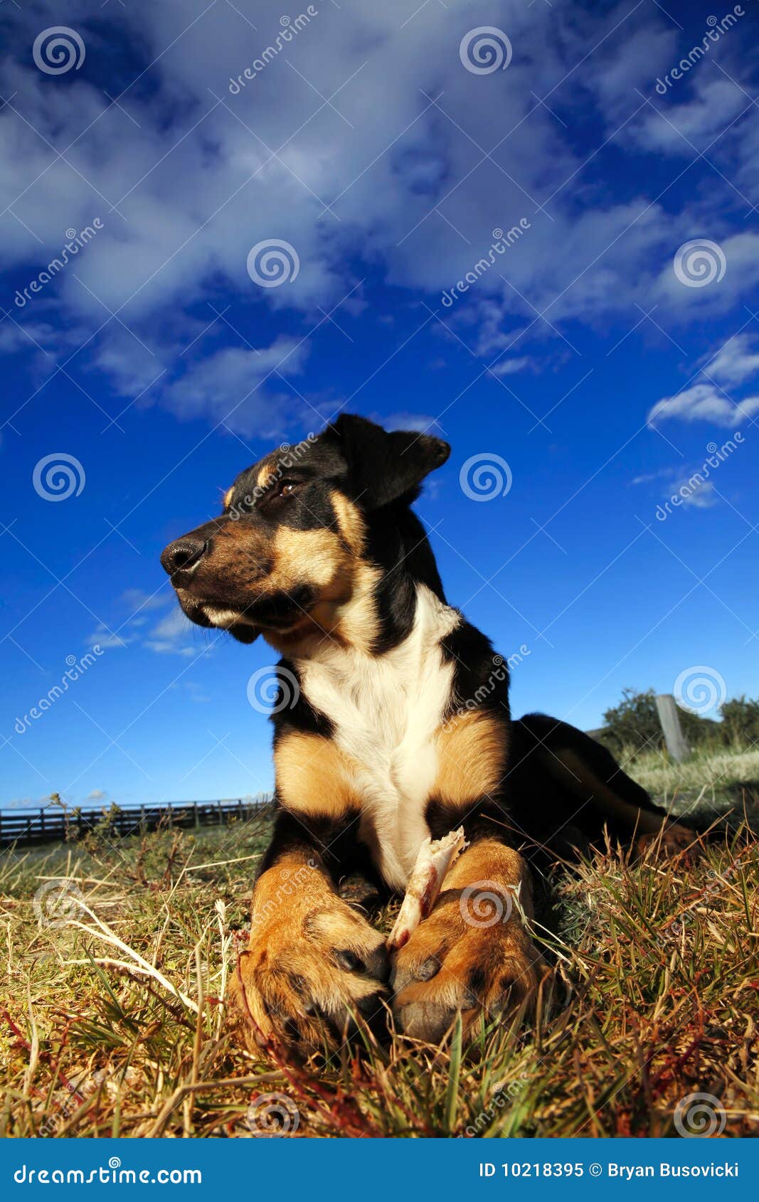 Hund mit dem Knochen. stockbild. Bild von köter, schauen - 10218395