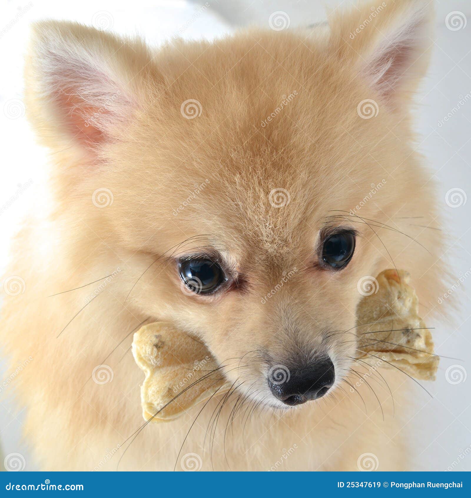 Hund mit dem Knochen stockbild. Bild von säugetier, pommer - 25347619