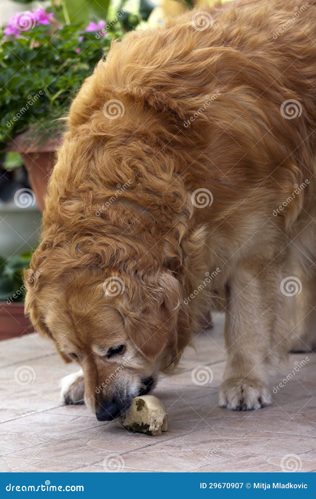 Hund mit dem Knochen stockbild. Bild von gold, hunger - 29670907