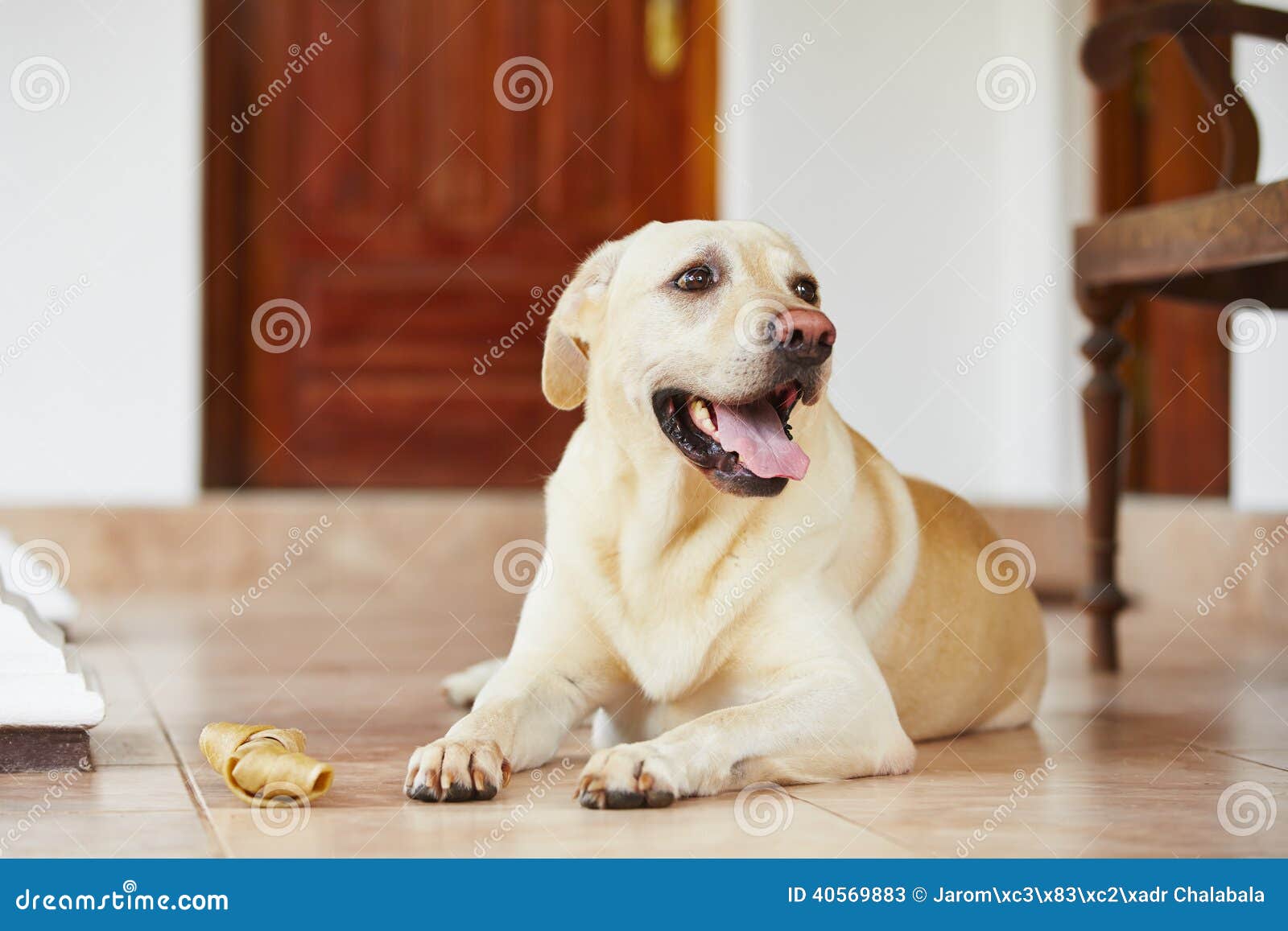 Hund mit dem Knochen stockbild. Bild von entzückend, haupt - 40569883