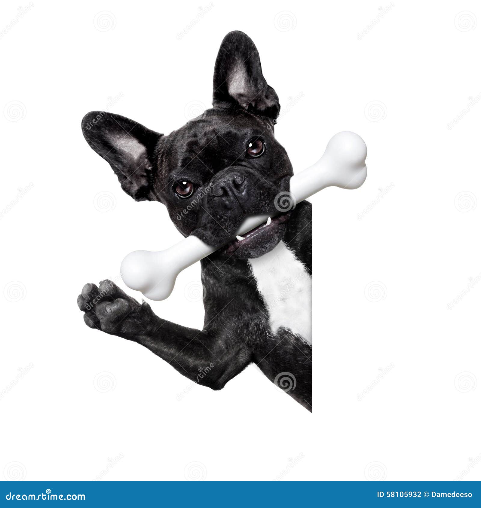 Hund mit dem Knochen stockfoto. Bild von hund, diät, witz - 58105932
