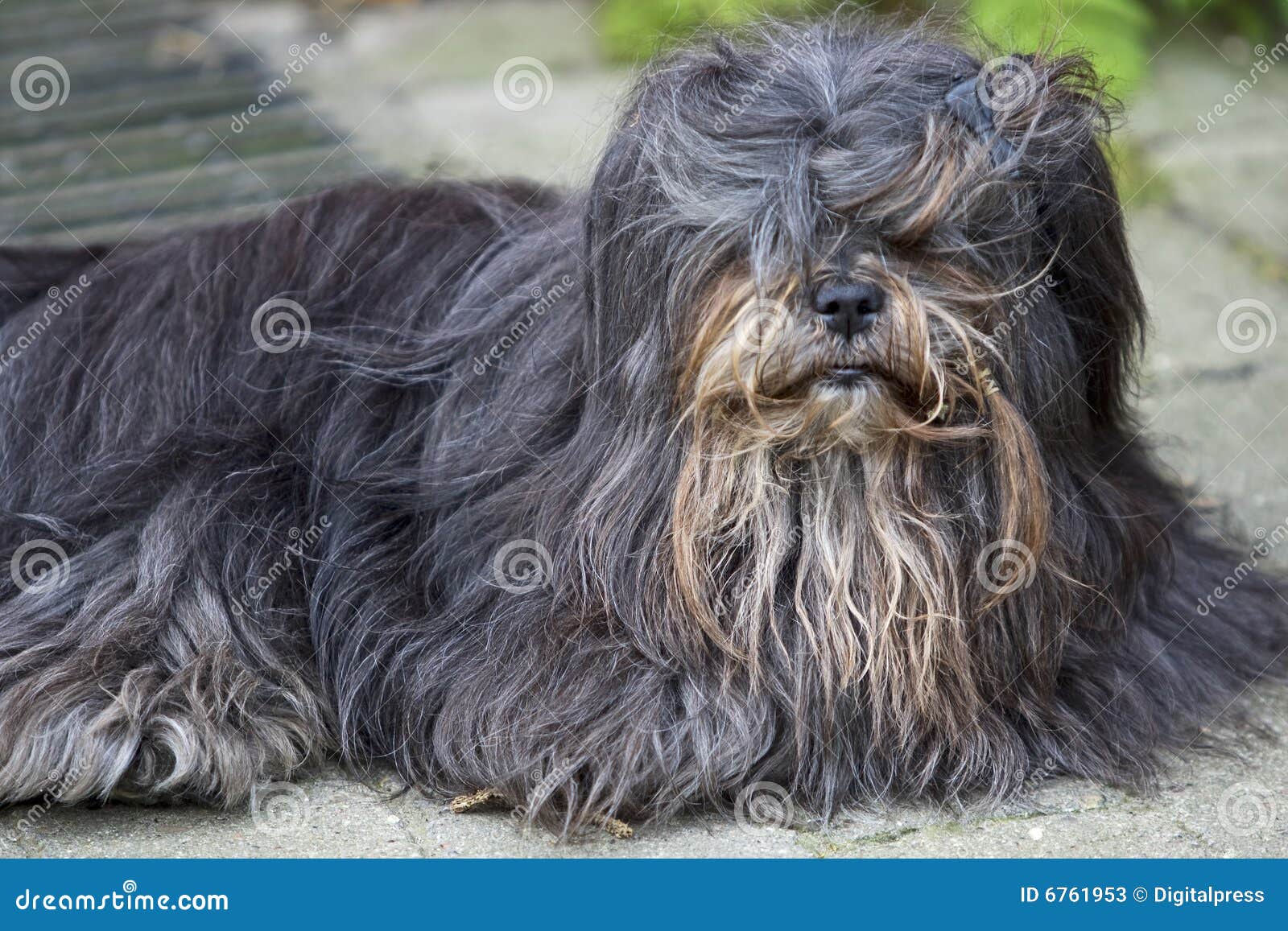 Hund mit dem langen Haar stockbild. Bild von hund, haustier - 6761953