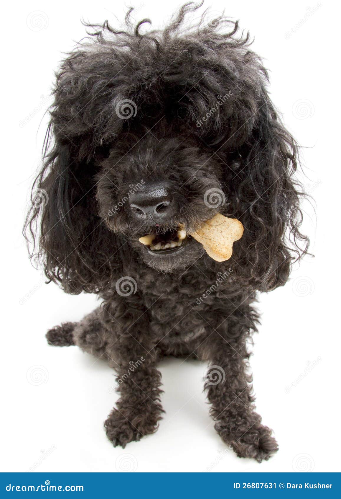 Hund mit einem Knochen stockbild. Bild von rauhaarig - 26807631