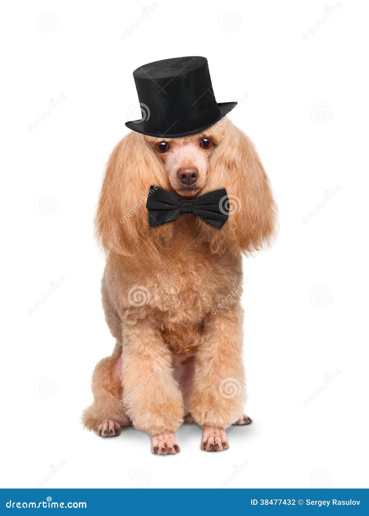 Hund Mit Einem Schwarzen Hut Stockfoto - Bild von kleidung, kühl: 38477432