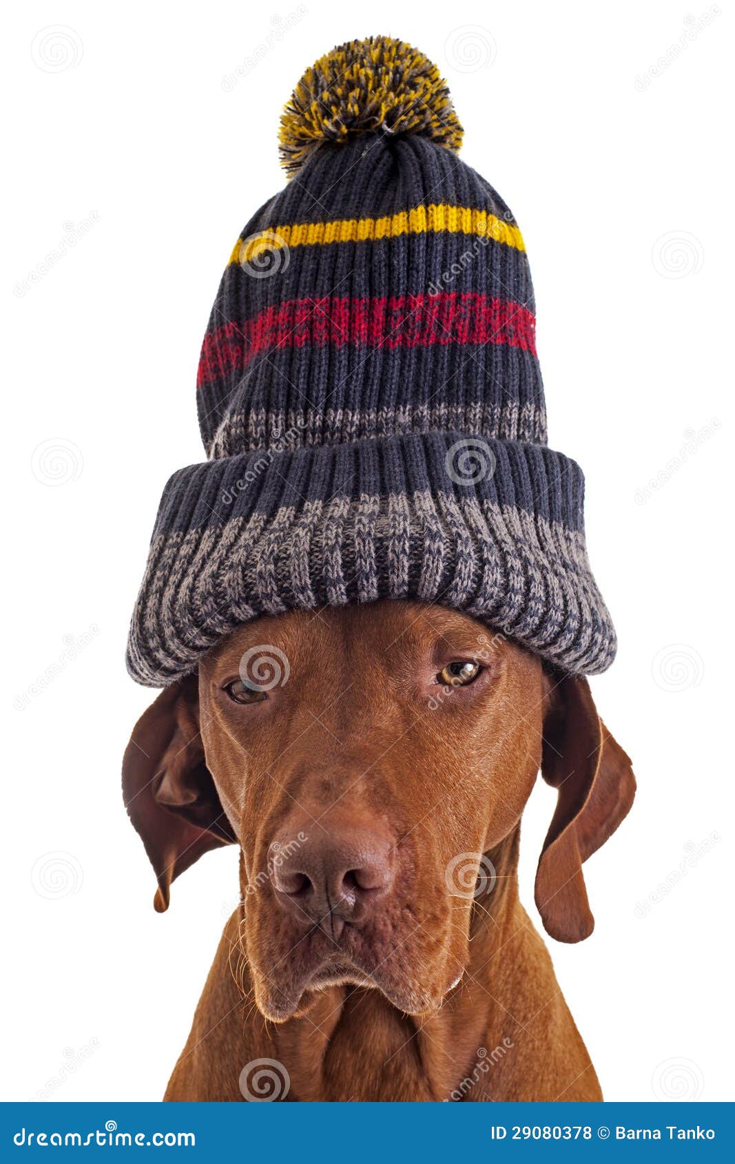 Hund mit gestricktem Hut stockfoto. Bild von nahaufnahme - 29080378