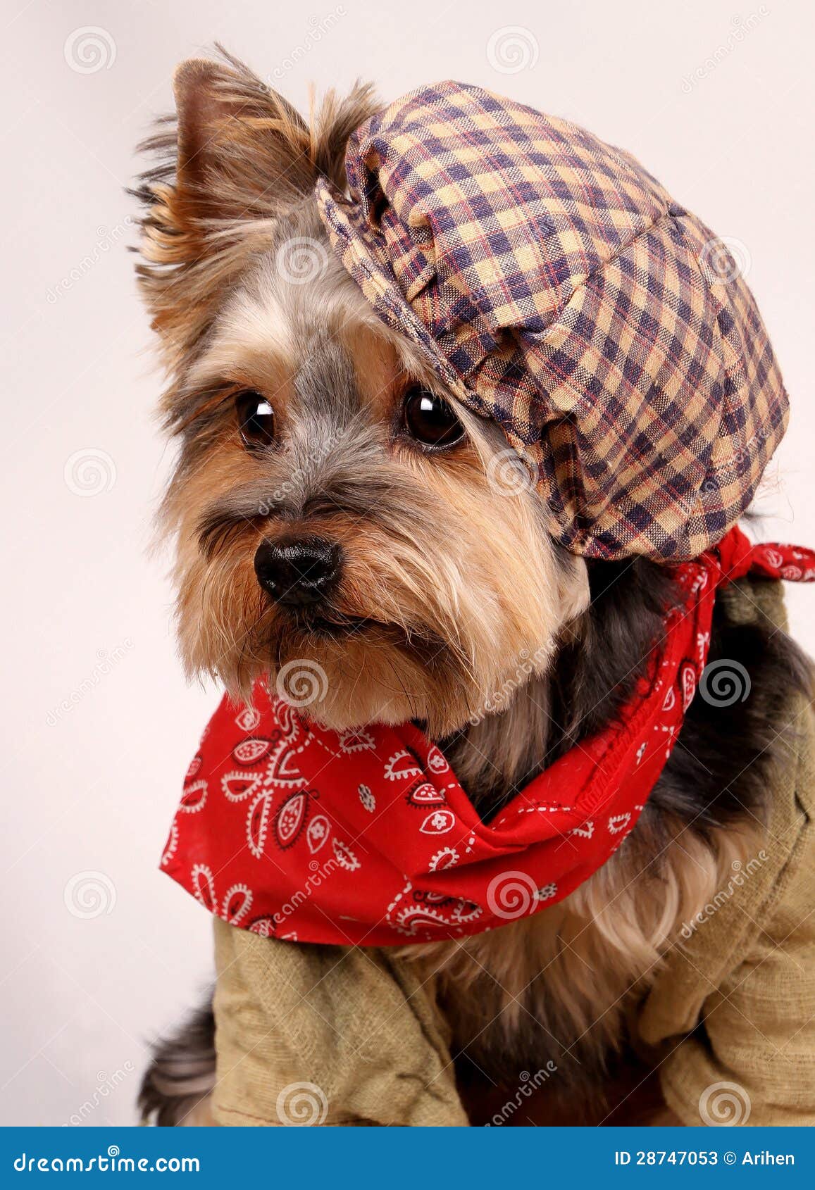 Hund mit Hut stockbild. Bild von tiere, kleid, menschlich - 28747053