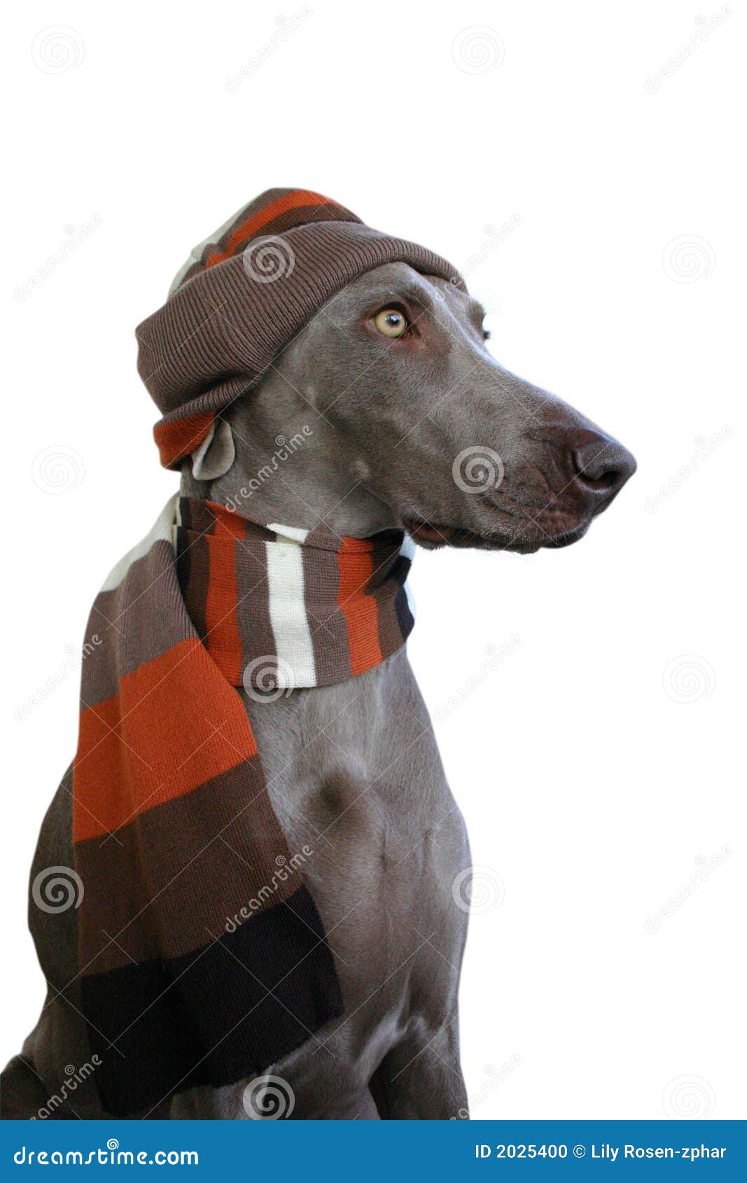 Hund mit Hut und Schal stockfoto. Bild von kalt, tier - 2025400