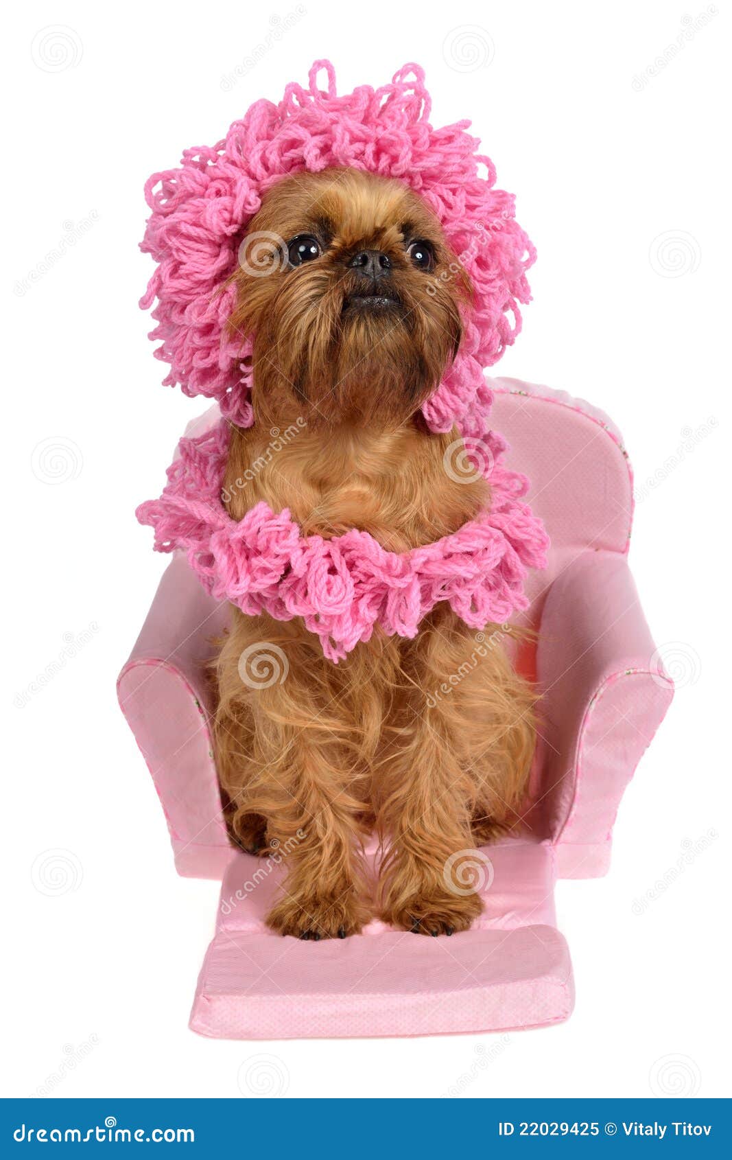 Hund Mit Hut Und Schal Auf Einem Bett Stockbild - Bild von lustig ...