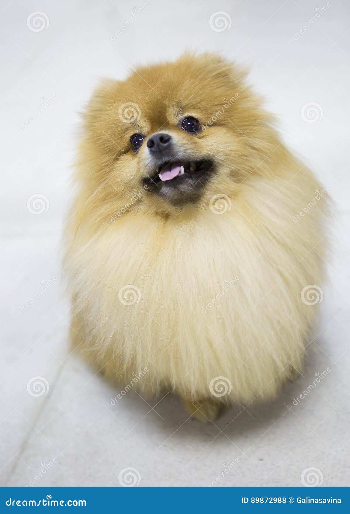 Hund-Pomeranian-Beigefarbe stockfoto. Bild von haarig - 89872988