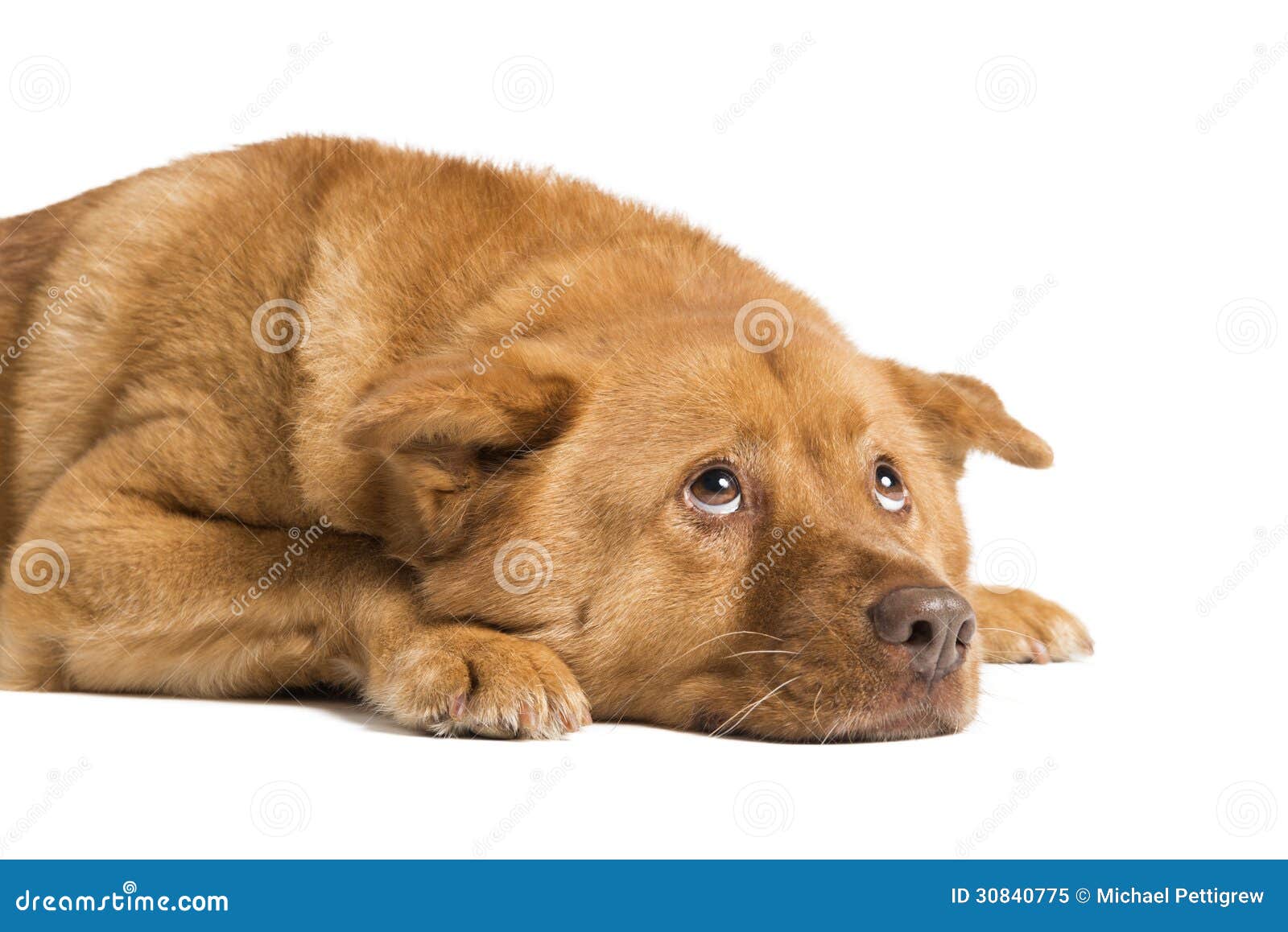 Hund Som Ner Ligger Och Ser Upp Fotografering för Bildbyråer - Bild av ...