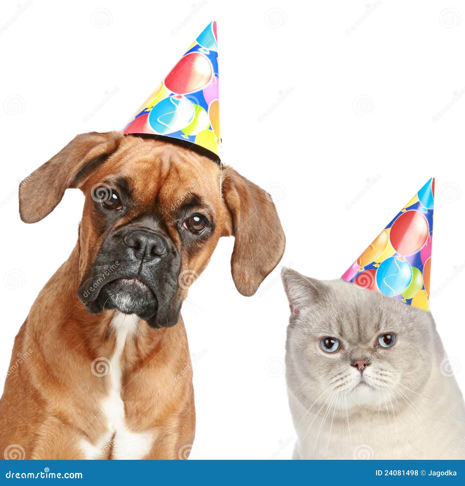 Hund und Katze im Partyhut stockfoto. Bild von boxer - 24081498