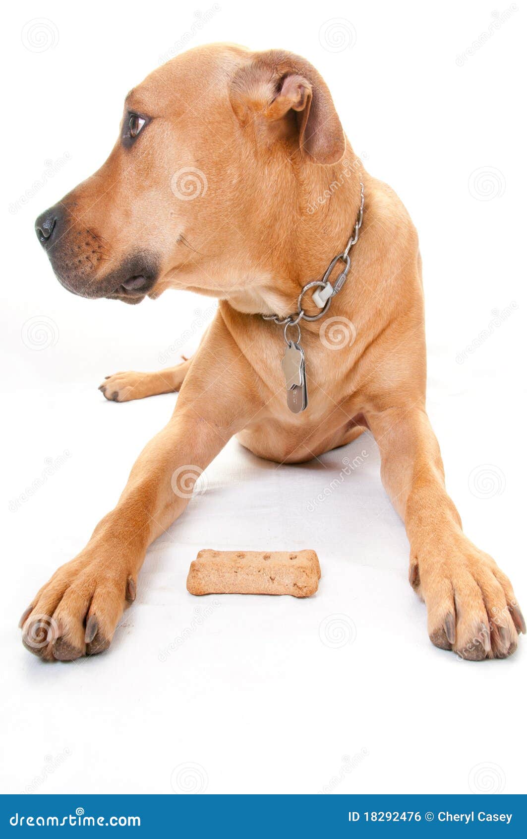 Hund und Knochen stockfoto. Bild von teilen, tatze, getrennt - 18292476
