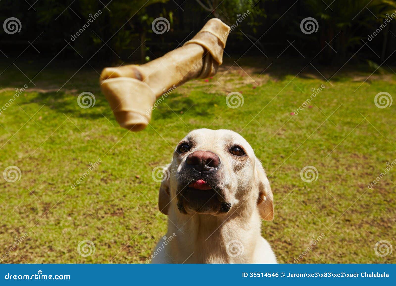 Hund und Knochen stockfoto. Bild von mündung, neugier - 35514546