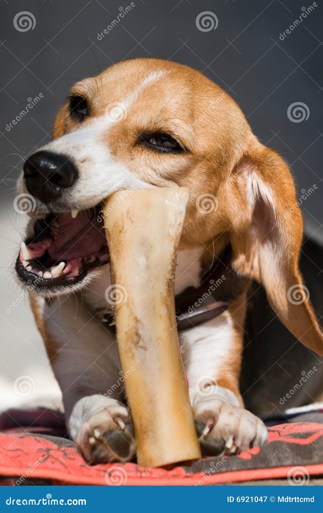Hund und Knochen stockbild. Bild von vorgewählt, jagdhund - 6921047