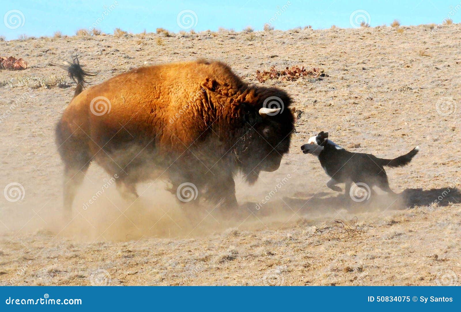 Hund Wagt Einen Büffel-Bison Stockbild - Bild von distanzhülse, stier ...