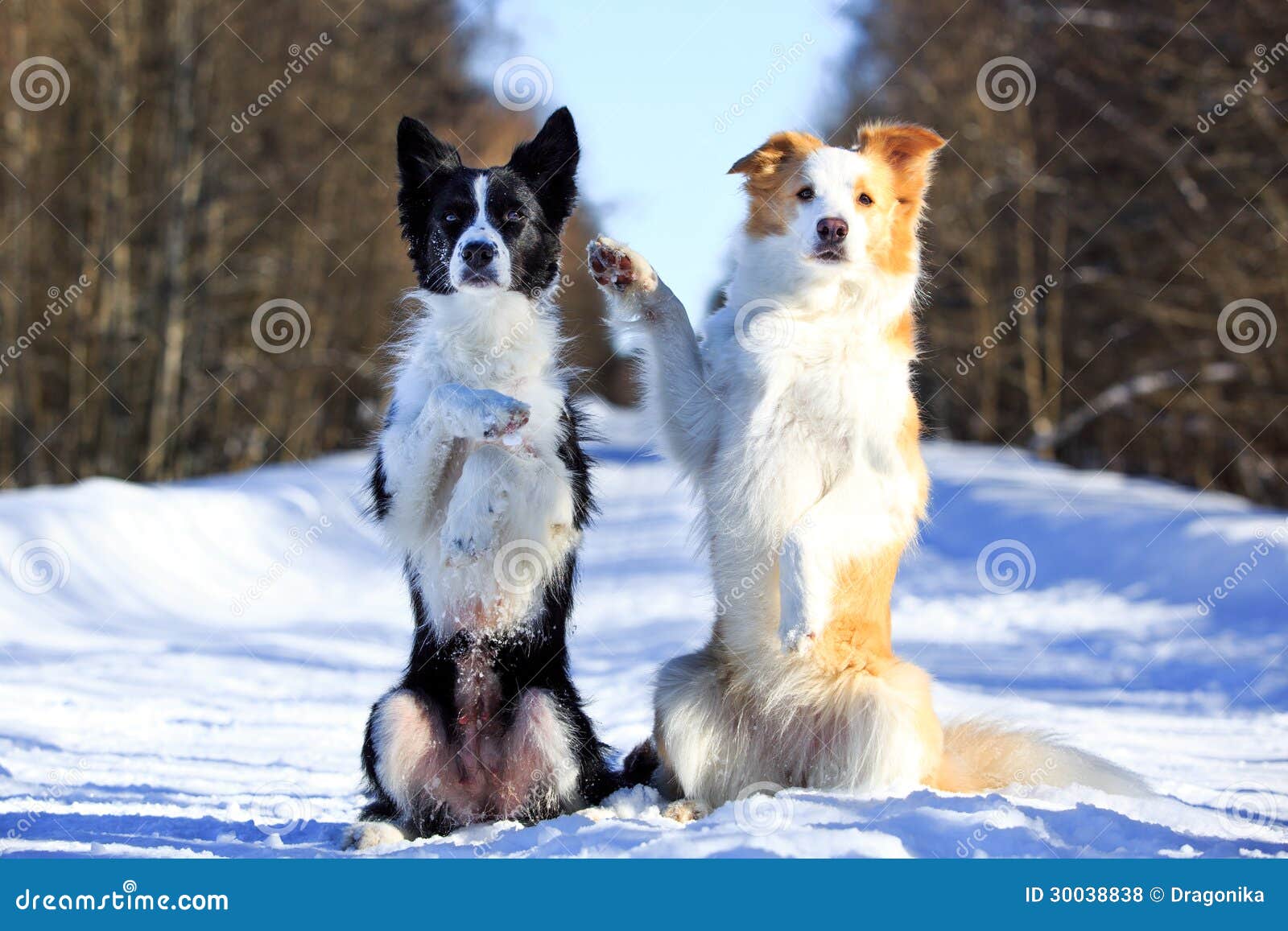 Hund zwei stockfoto. Bild von tier, collien, hund, heck - 30038838