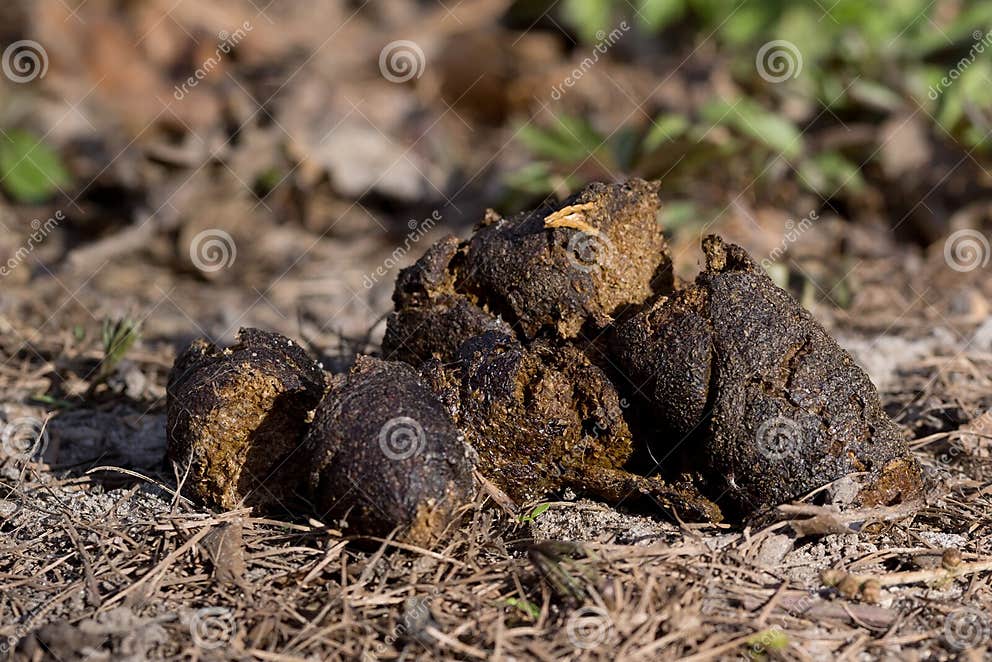 Hundbajs fotografering för bildbyråer. Bild av dynga - 24177031