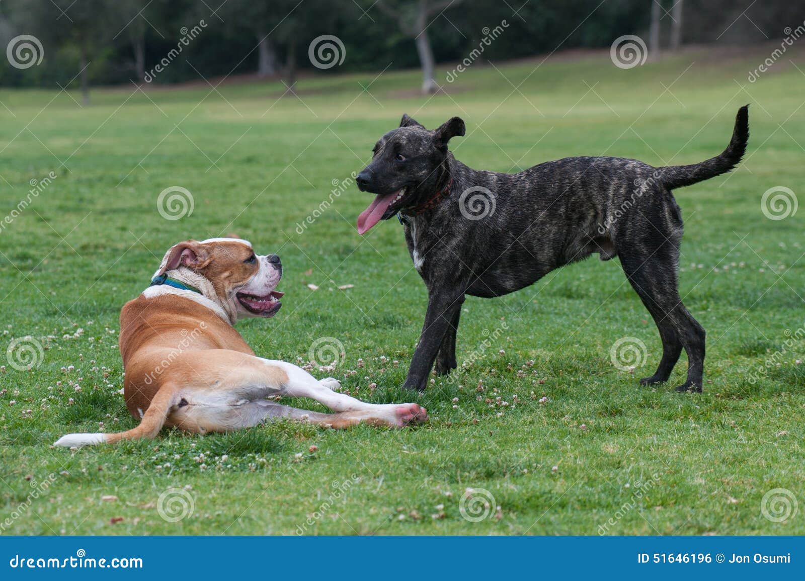 Hunde, Die Eine Pause Von Der Freizeit Machen Stockfoto - Bild von müde ...