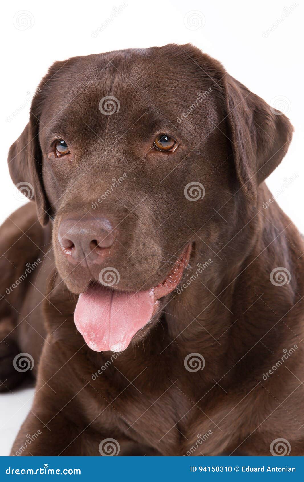 Hunde-Labrador-Braun Auf Weißem Hintergrund Stockfoto - Bild von ...