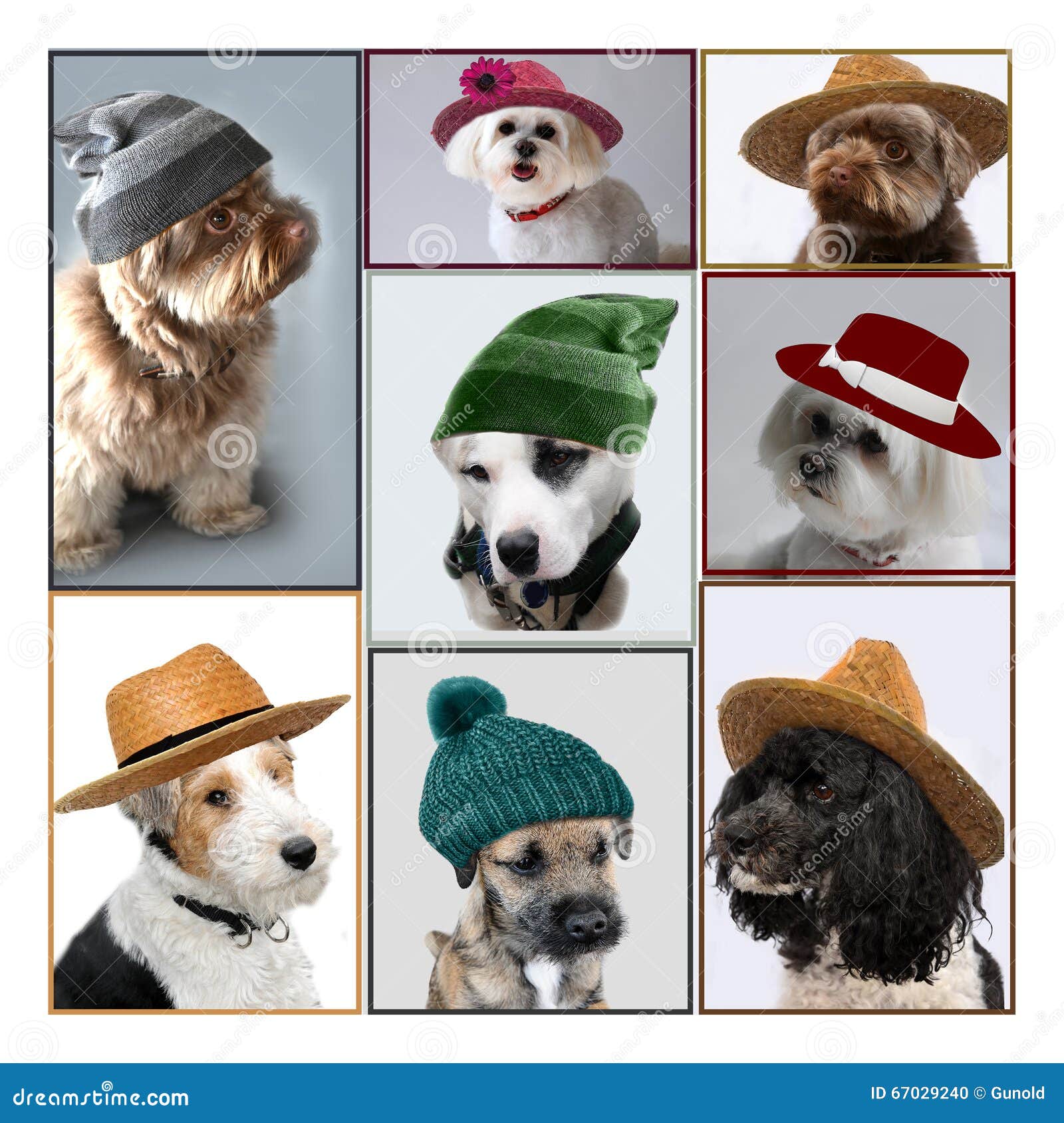 Hunde mit Hüten stockfoto. Bild von hintergrund, modern - 67029240