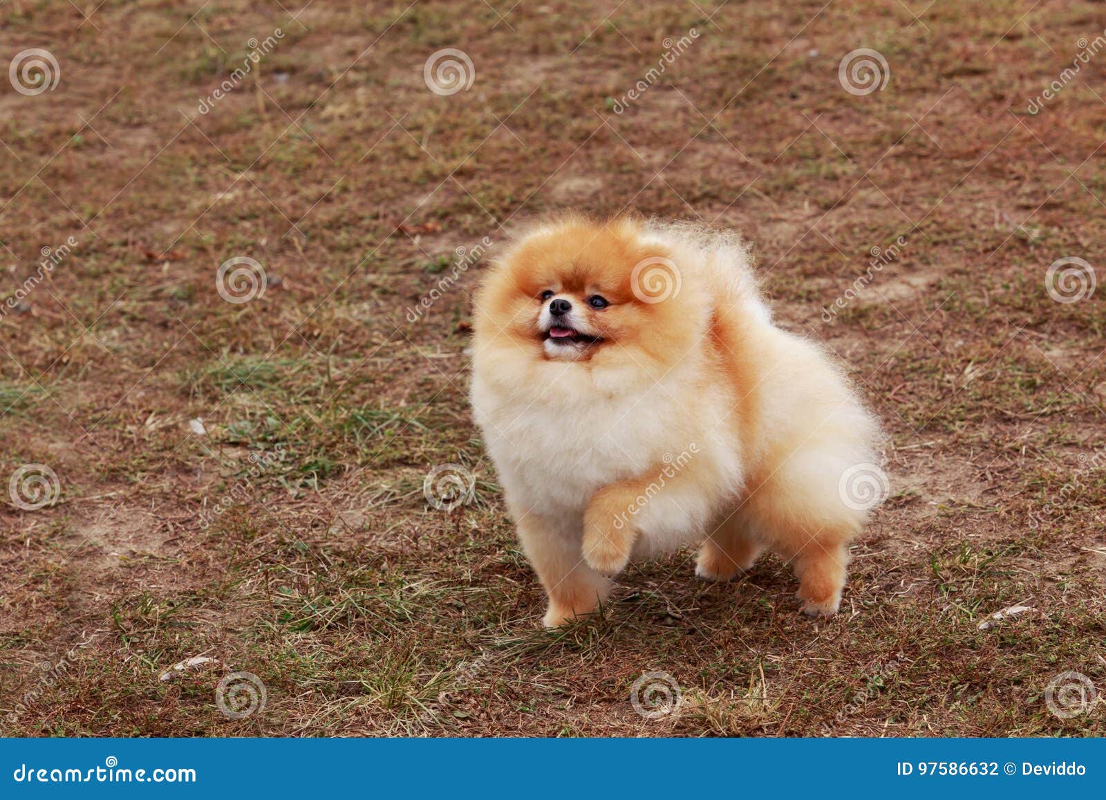 Hunderasse Pomeranian-Spitz Stockfoto - Bild von nave, spielen: 97586632