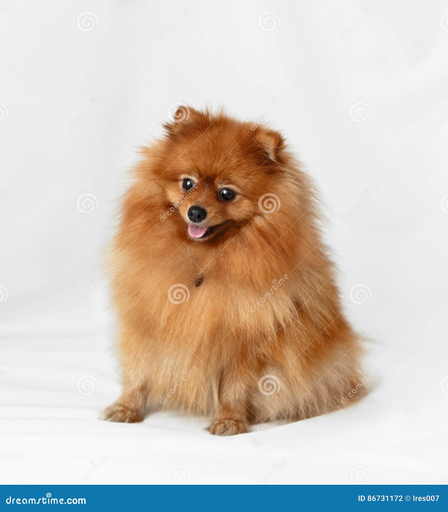 Hunderasse Spitz stockfoto. Bild von auge, braun, inländisch - 86731172