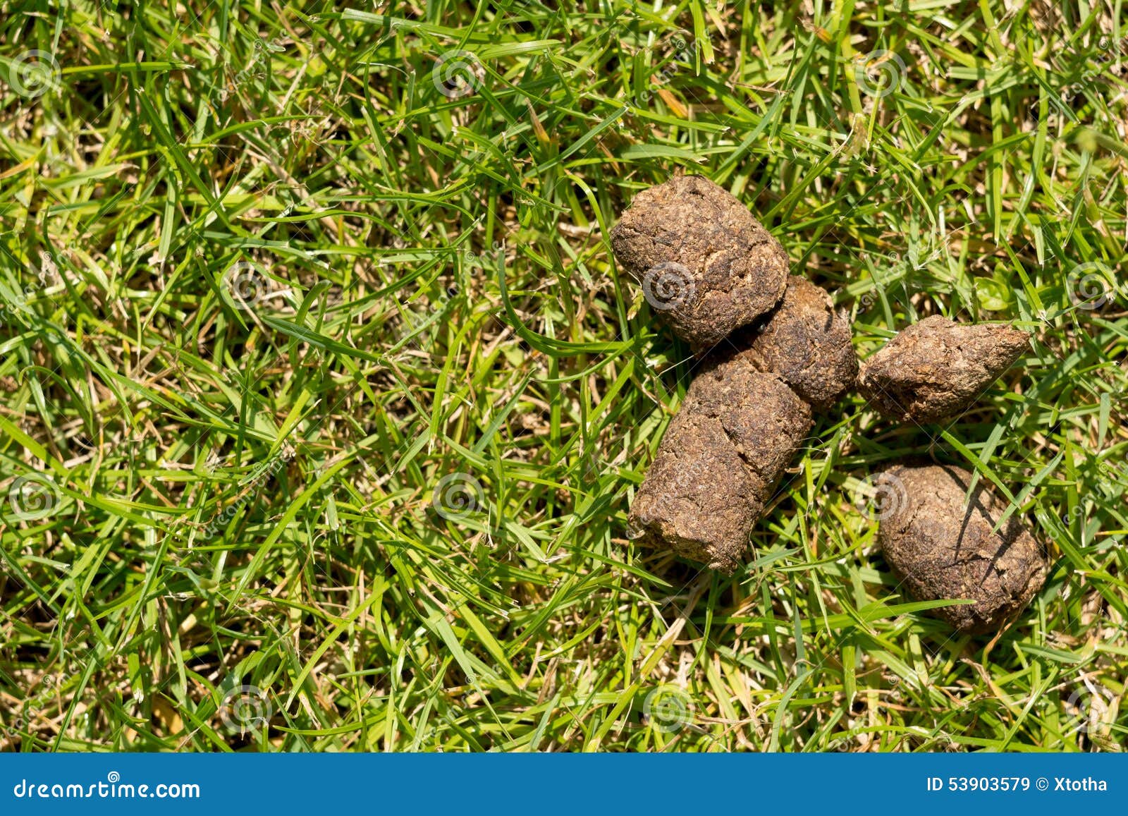 Hundescheiße stockbild. Bild von äpfel, braun, organisch - 53903579