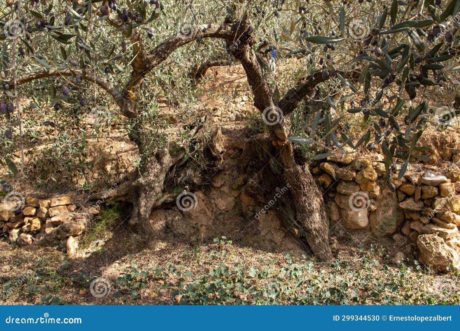 One Hundred-year-old Olive Tree on the Rocks of a Field in a ...