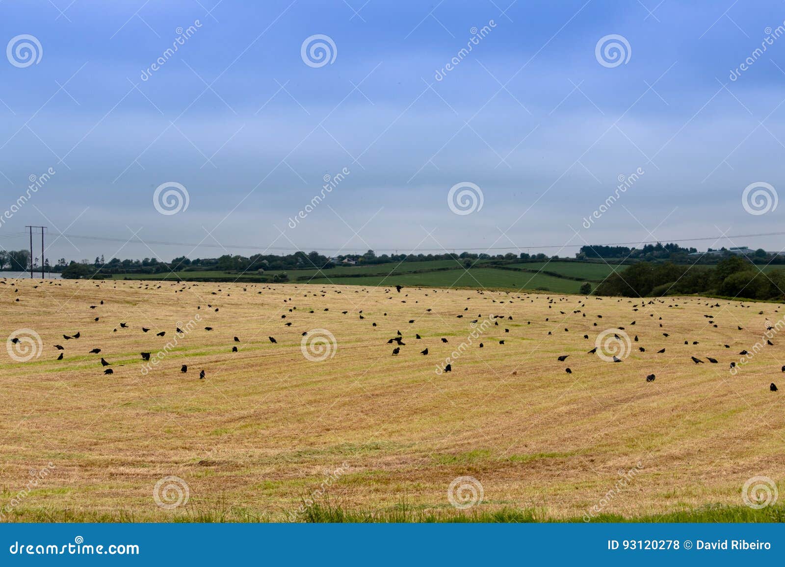Hundreds of Black Crows in a Dry Field Stock Photo - Image of corvidae ...