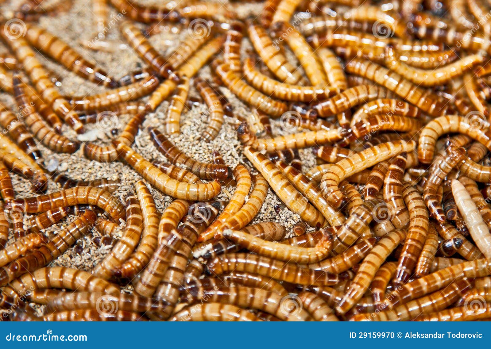 Hundreds of Brown Worms in Their Habitat. Stock Photo - Image of ...