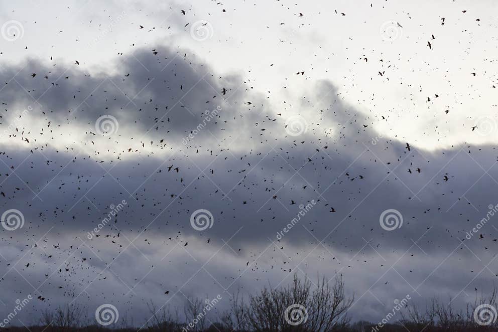 Hundreds of Crows Flocking stock image. Image of scottish - 91204125