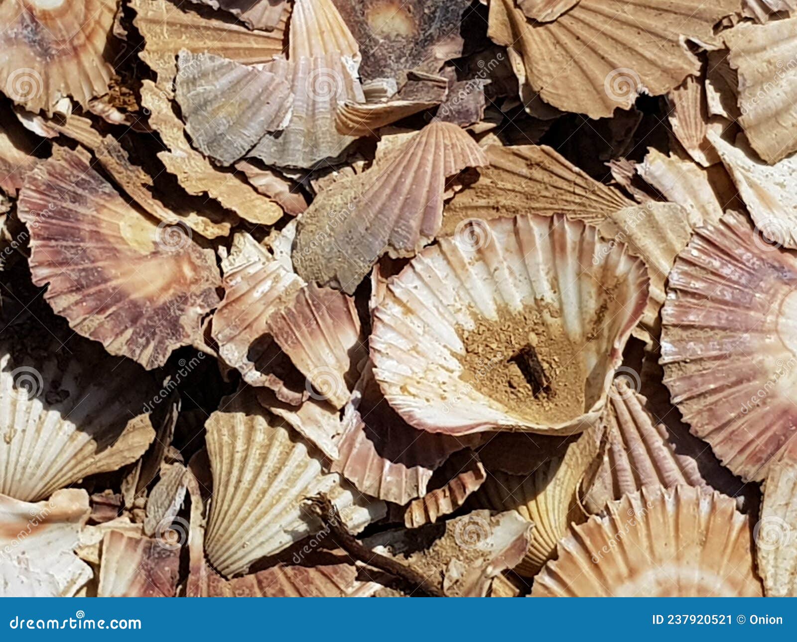 Hundreds of Discarded Scallop Shells Stock Image - Image of used ...