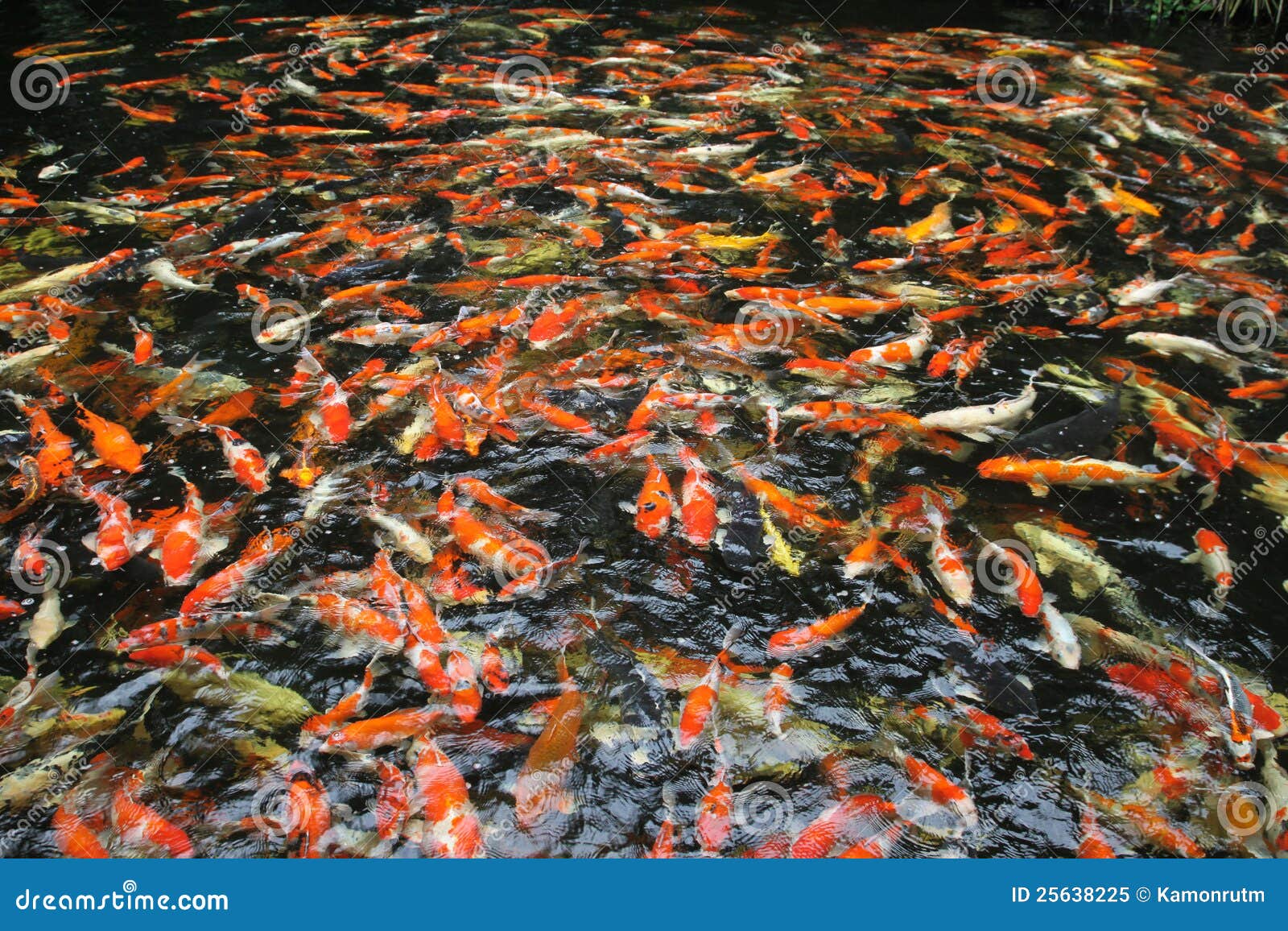 Hundreds of Fancy Carp Koi Fish in Pool Stock Image - Image of carp ...