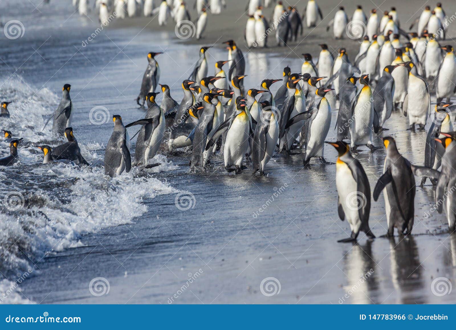 Hundreds of King Penguins Land on Shore after Hunting Stock Photo ...