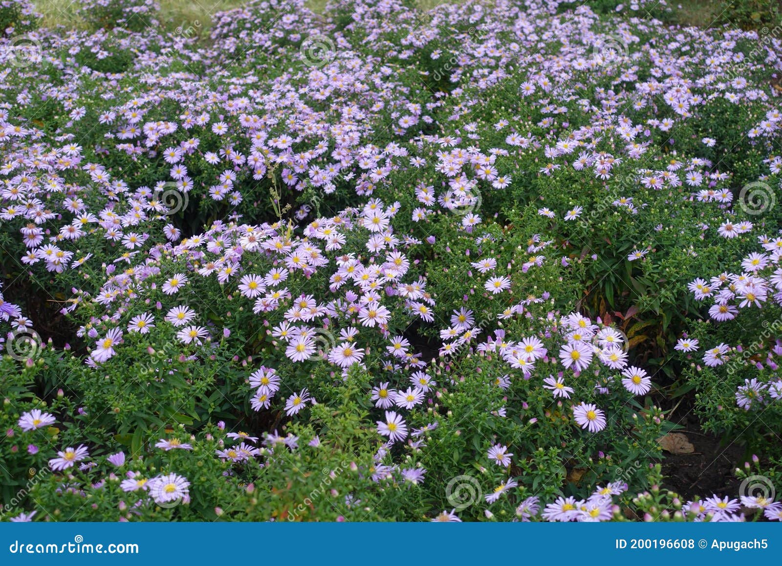 Hundreds of Pink and Violet Flowers of Michaelmas Daisies Stock Photo ...