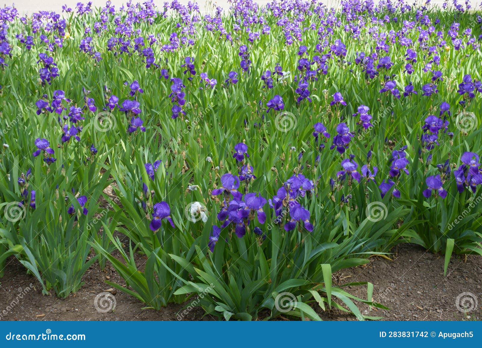 Hundreds of Purple Flowers of Common Bearded Irises in May Stock Photo ...