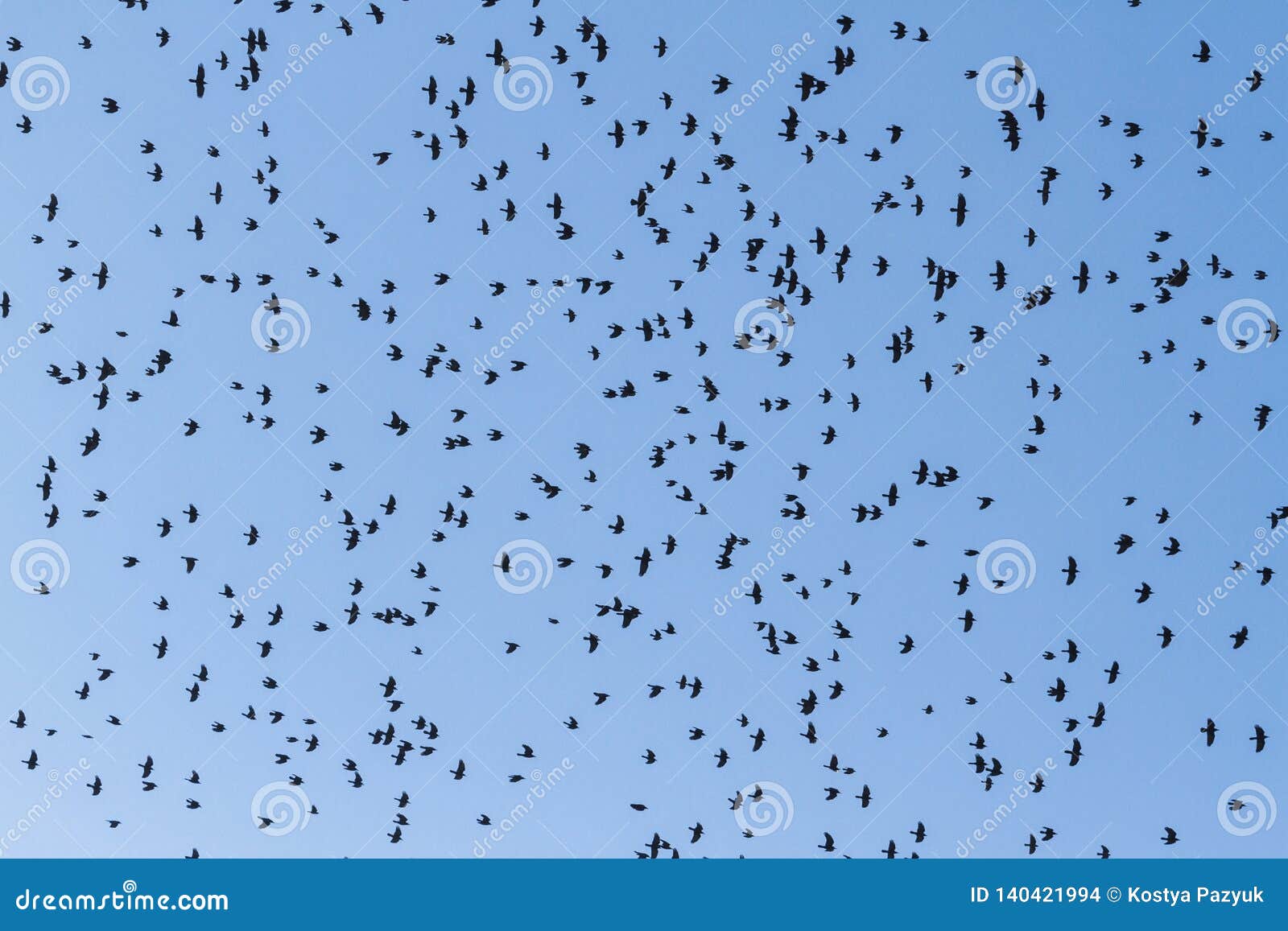 Hundreds of Ravens Fly in the Sky Stock Photo - Image of chaos, cloud ...