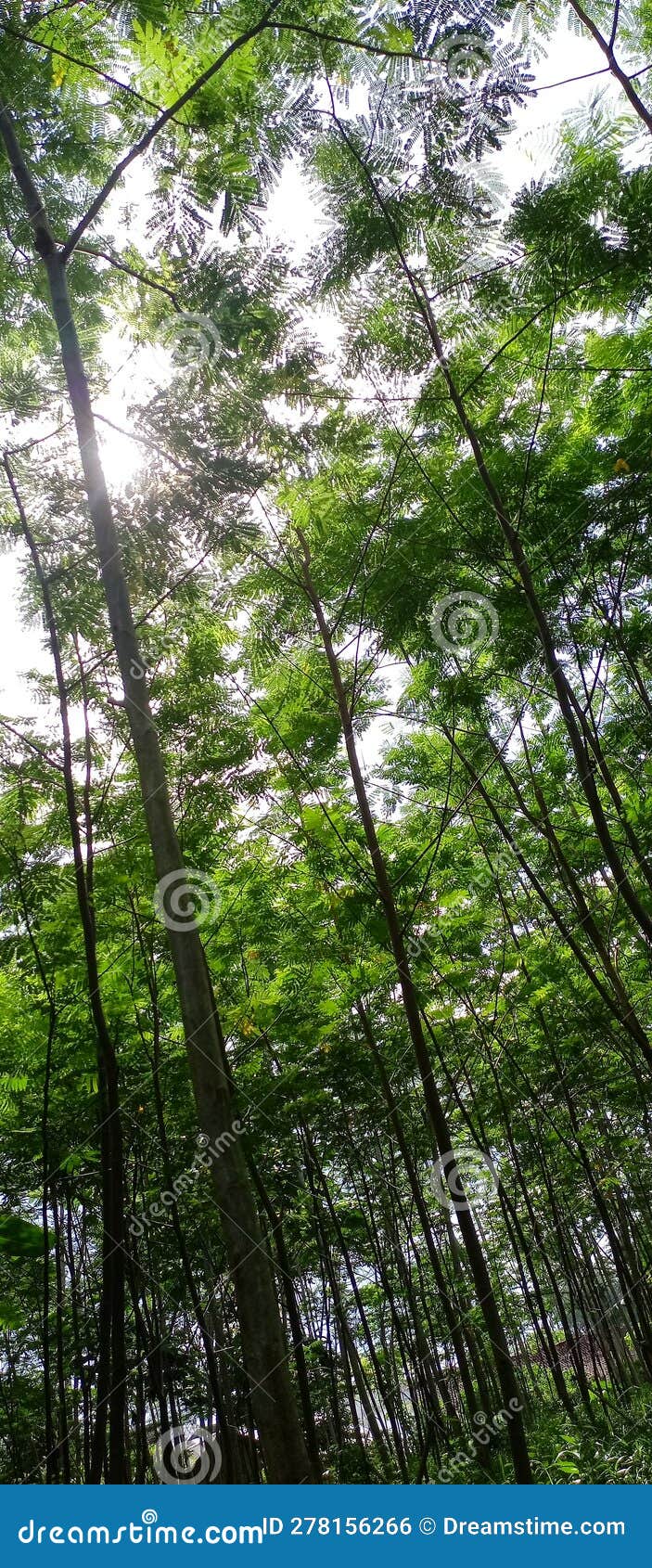 Hundreds of Sengon Trees are Around 2 Years Old Stock Photo - Image of ...