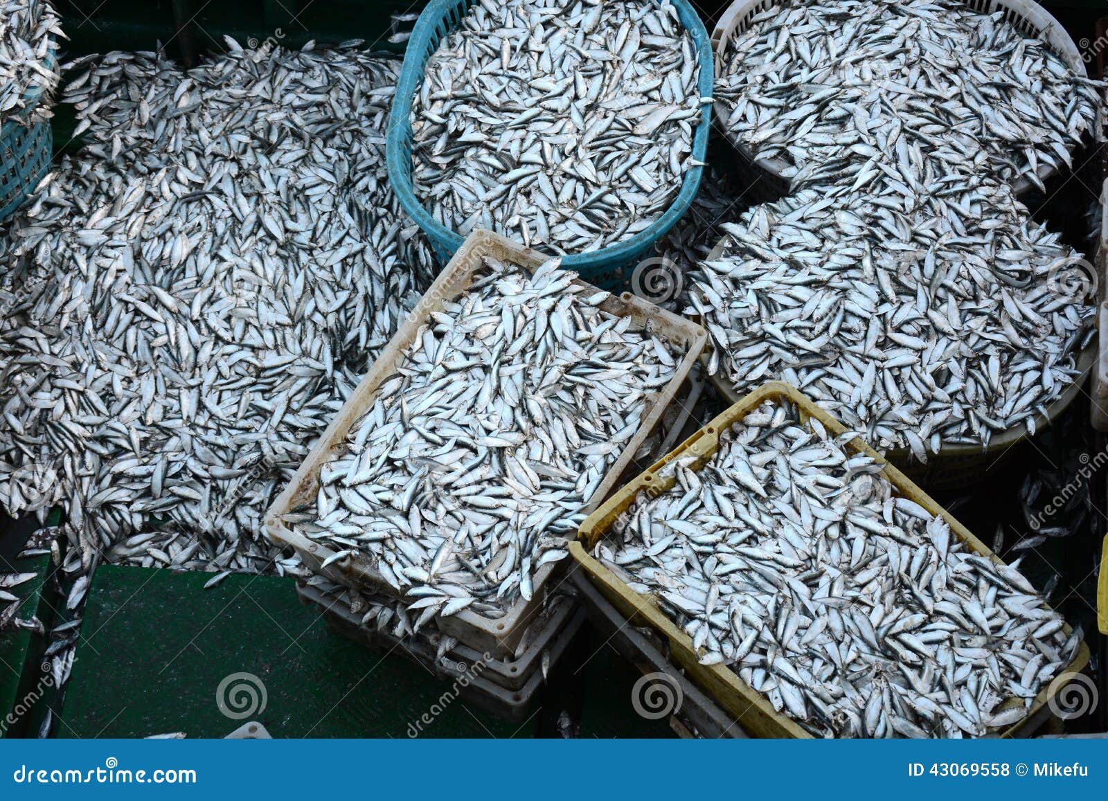 Hundreds of thousands fish stock photo. Image of ocean - 43069558