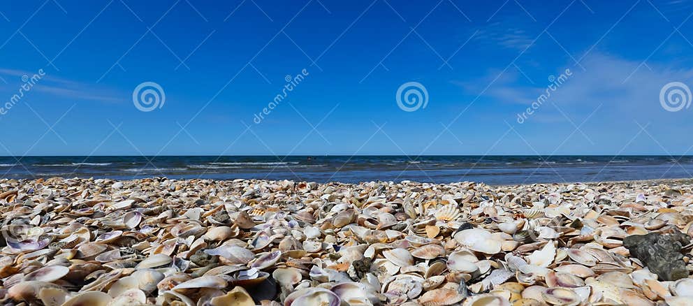 Hundreds of Thousands of Shells on the Seashore Stock Image - Image of ...