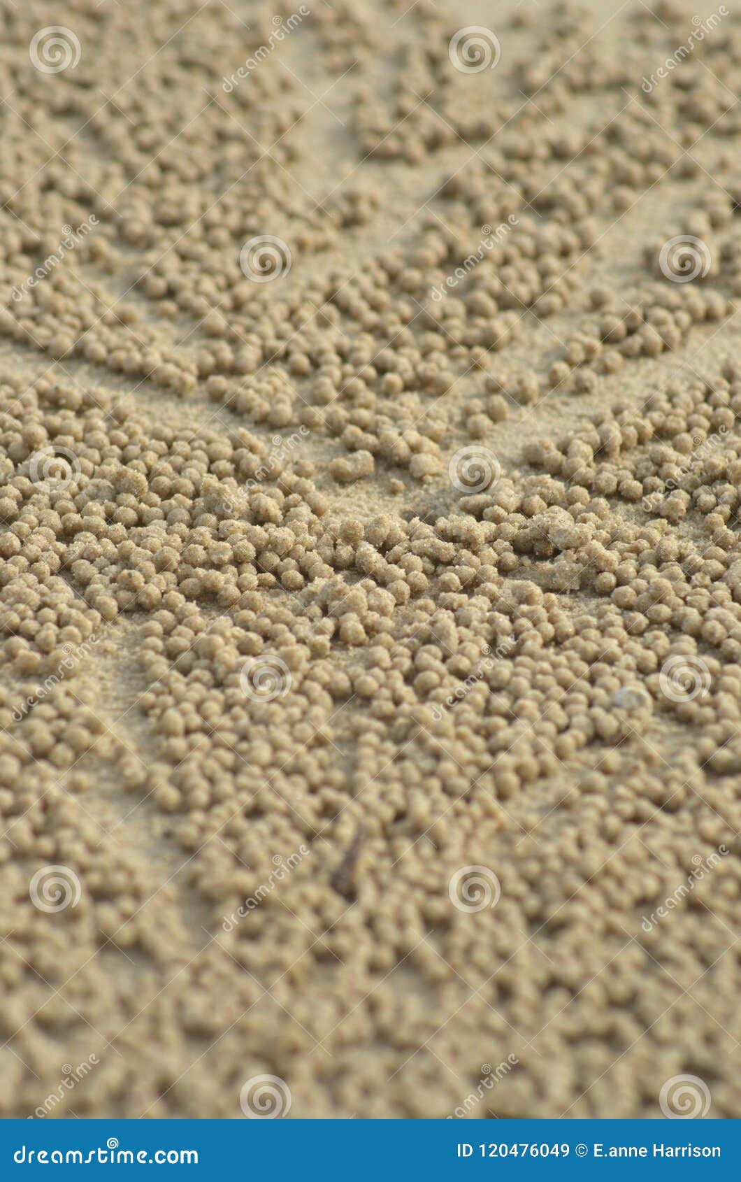 Clusters of Tiny Sand Balls Surrounding a Crab Hole. Stock Image ...