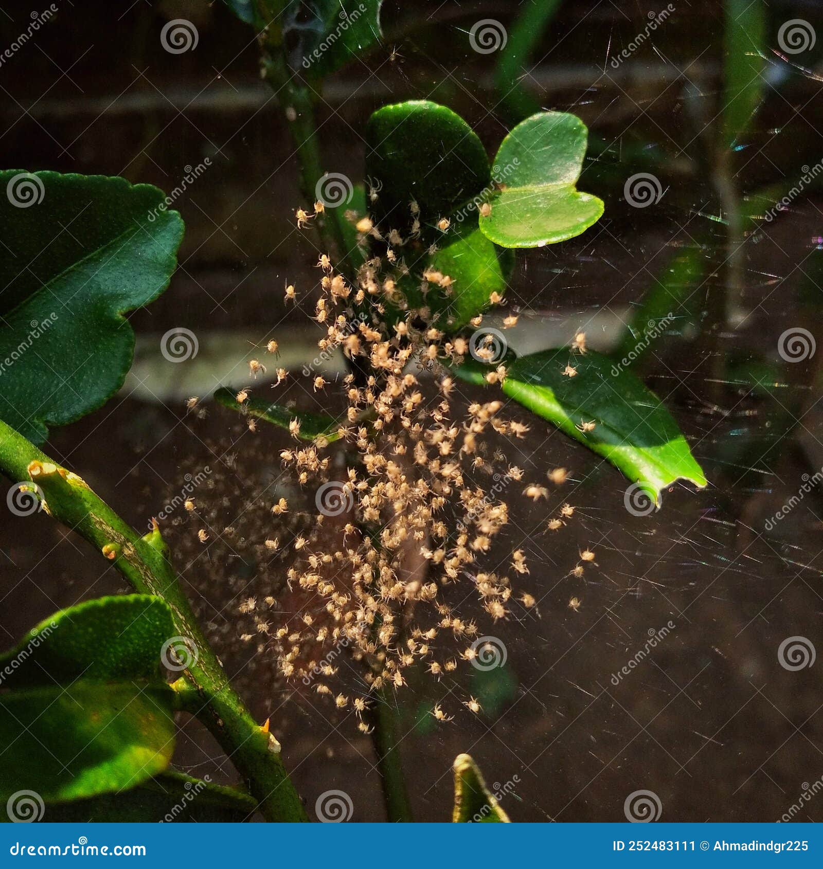 So Many Spider Chicks that Just Hatched Stock Image - Image of ...