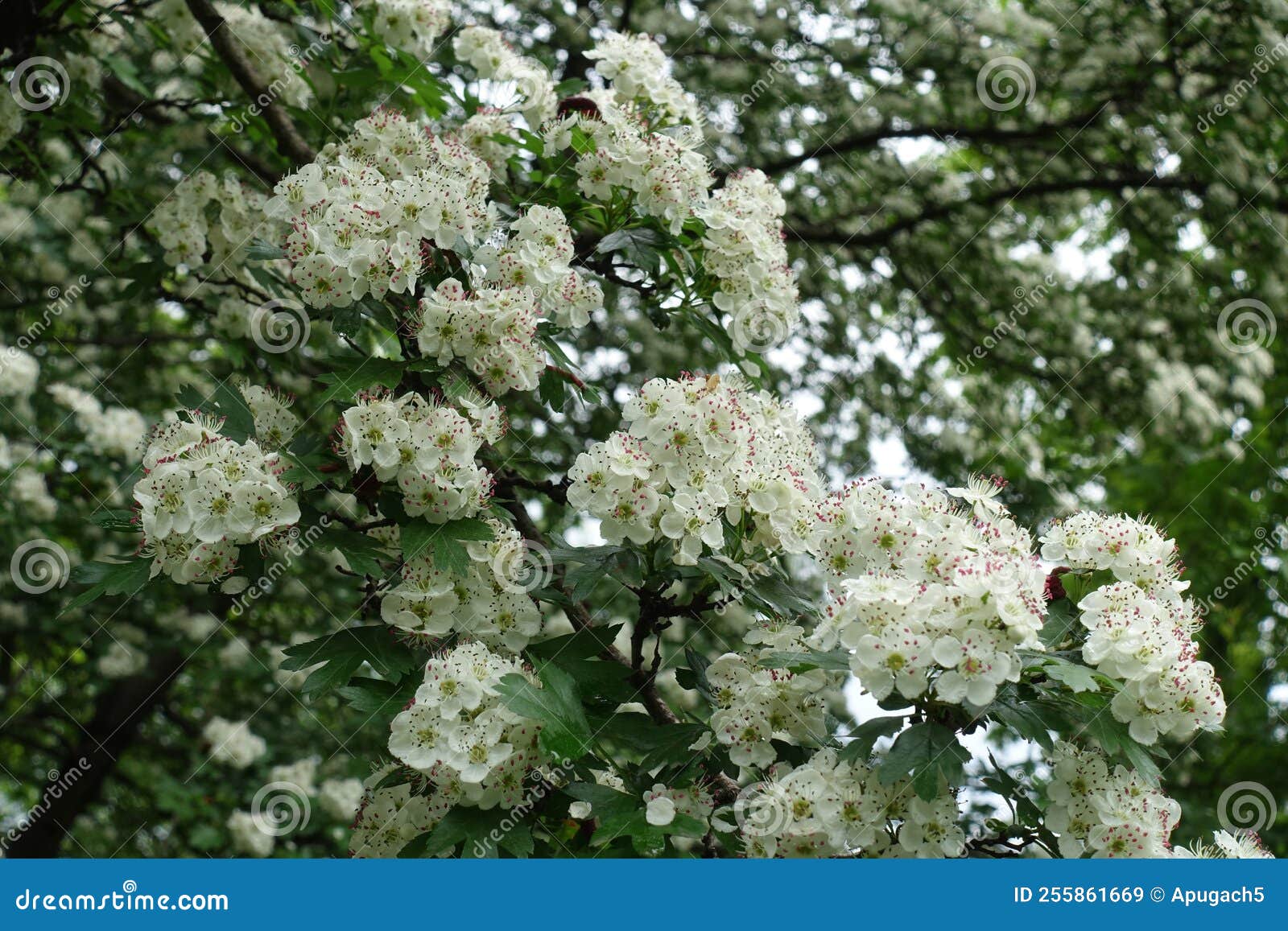 Hundreds of White Flowers of Hawthorn in May Stock Image - Image of ...