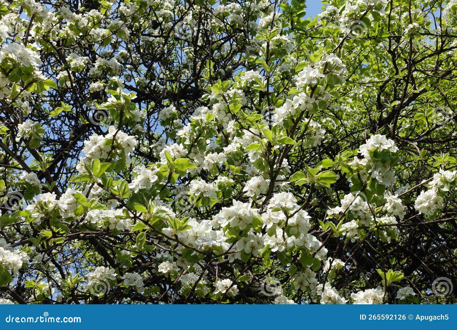 Hundreds of White Flowers of Pear Tree in April Stock Photo - Image of ...
