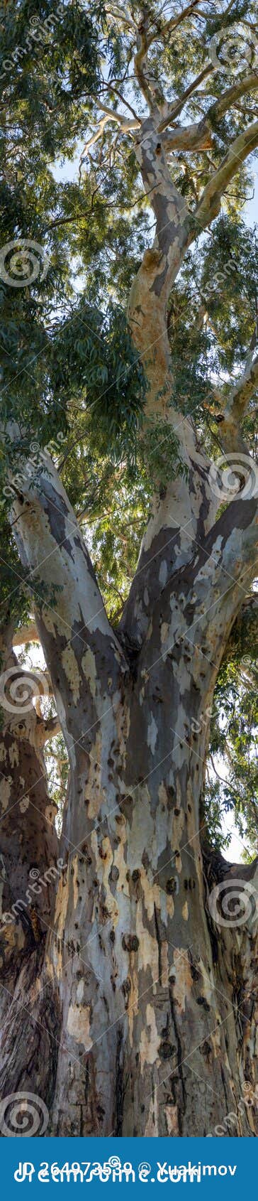Old Giant Eucalyptus Tree Stem Wide View from Bottom Stock Image ...