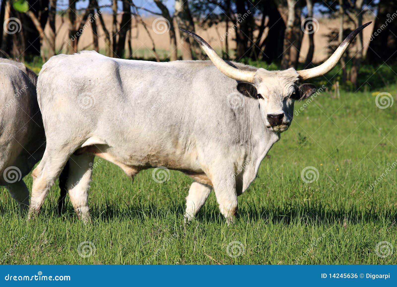 Hungarian bull stock photo. Image of farm, dairy, bull - 14245636