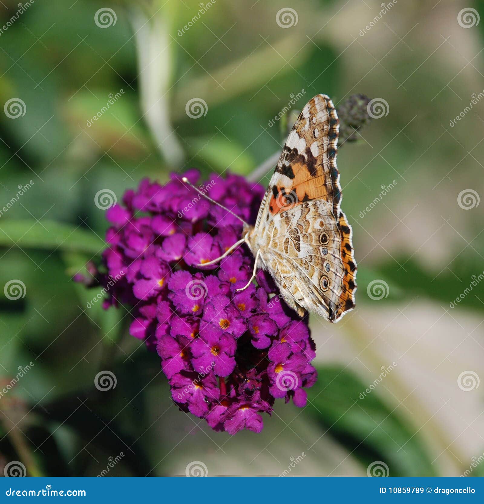 Hungarian Butterfly on Purple Flower Stock Image - Image of insect ...