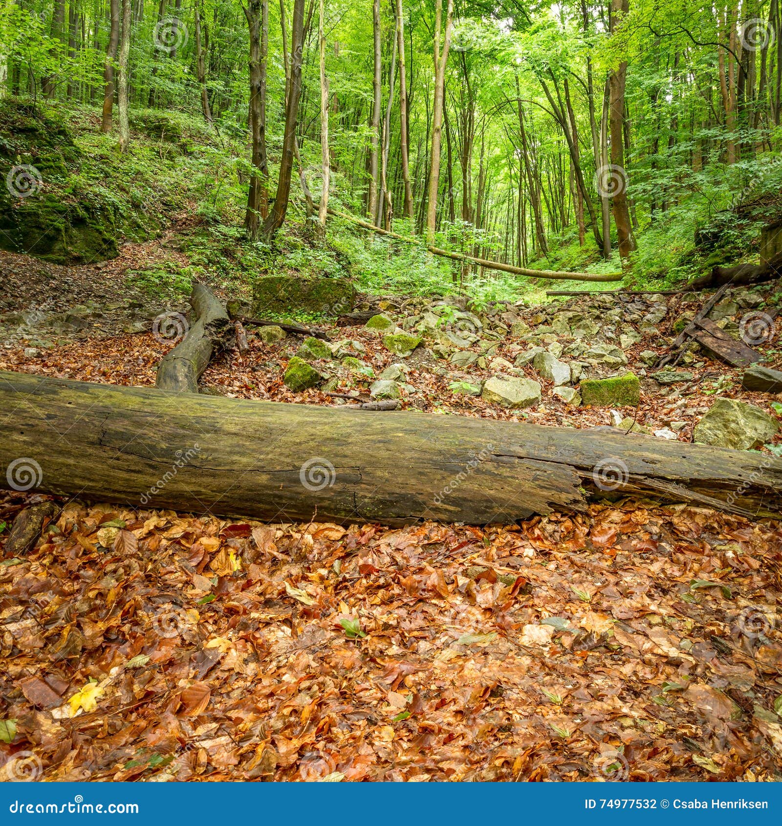 Hungarian forest stock photo. Image of beech, park, plant - 74977532