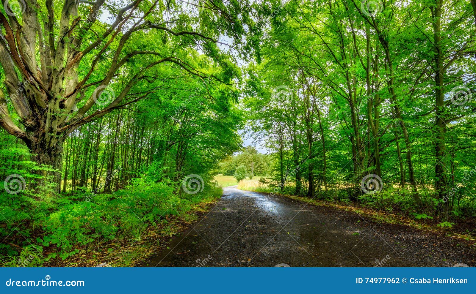Hungarian forest stock photo. Image of park, scene, mountains - 74977962
