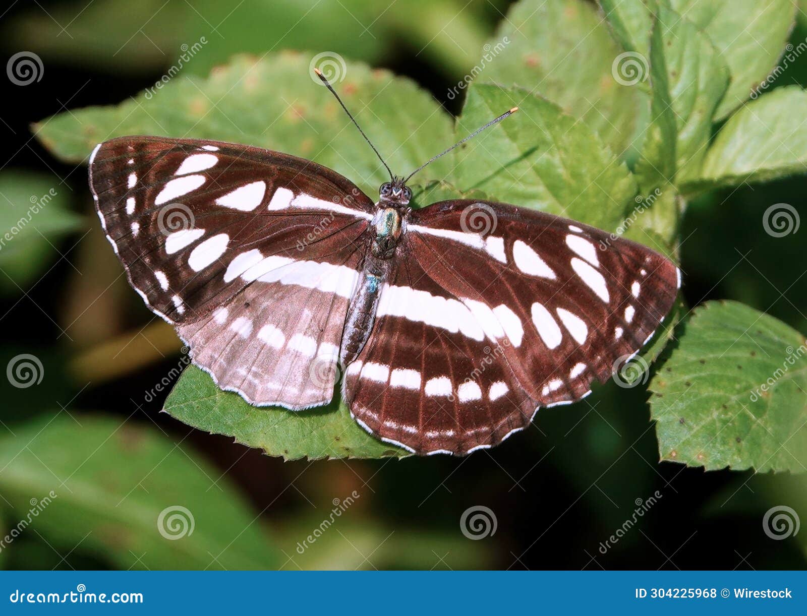 Hungarian Glider Butterfly on a Green Leaf Stock Photo - Image of ...